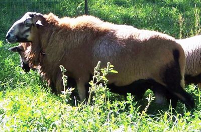 Barbados Blackbelly Sheep: Back From the Brink of Extinction - Countryside